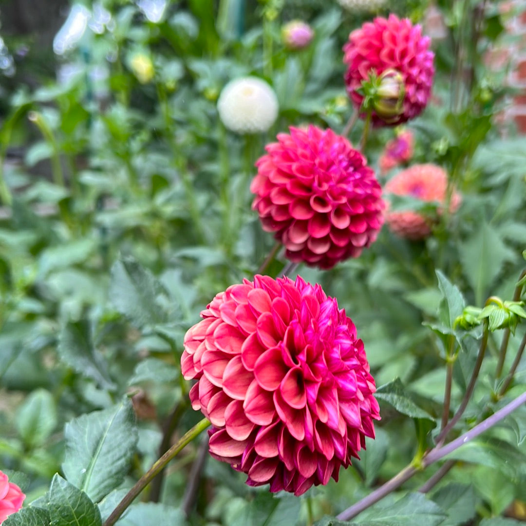 Dahlia Tubers – Page 7 – Hayden House Gardens