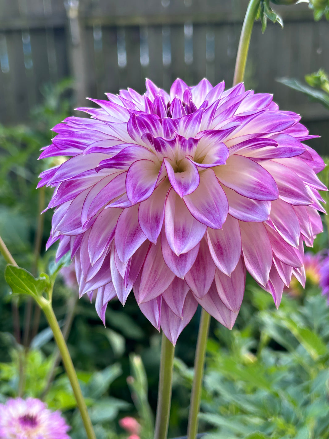 Dahlia Tubers – Page 2 – Hayden House Gardens