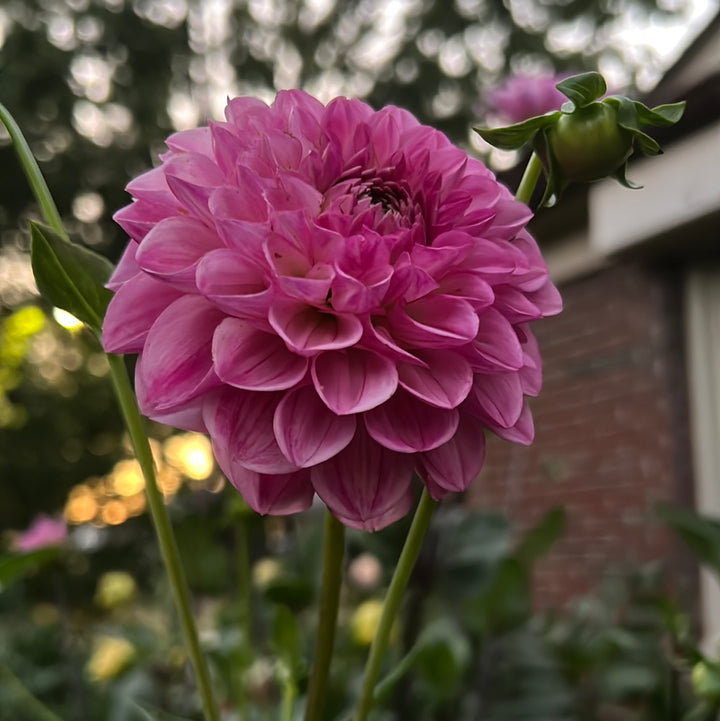 Hayden House Gardens