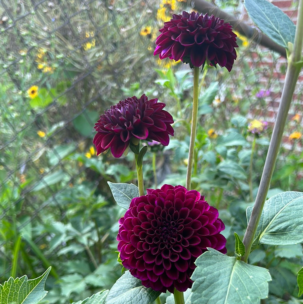 Dahlia Tubers – Page 6 – Hayden House Gardens