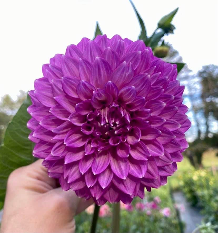 Dahlia Tubers – Page 2 – Hayden House Gardens