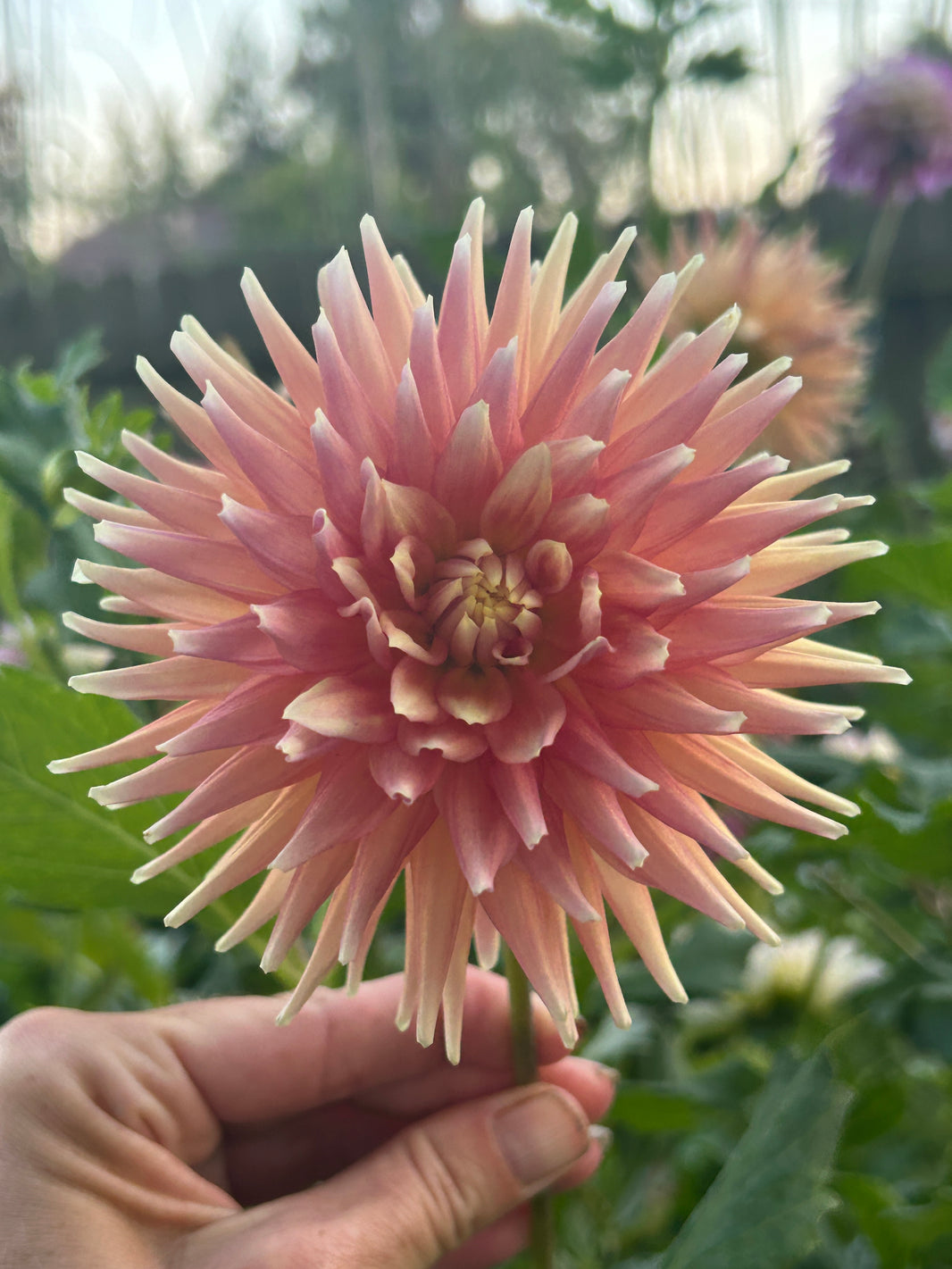 Dahlia Tubers – Page 2 – Hayden House Gardens