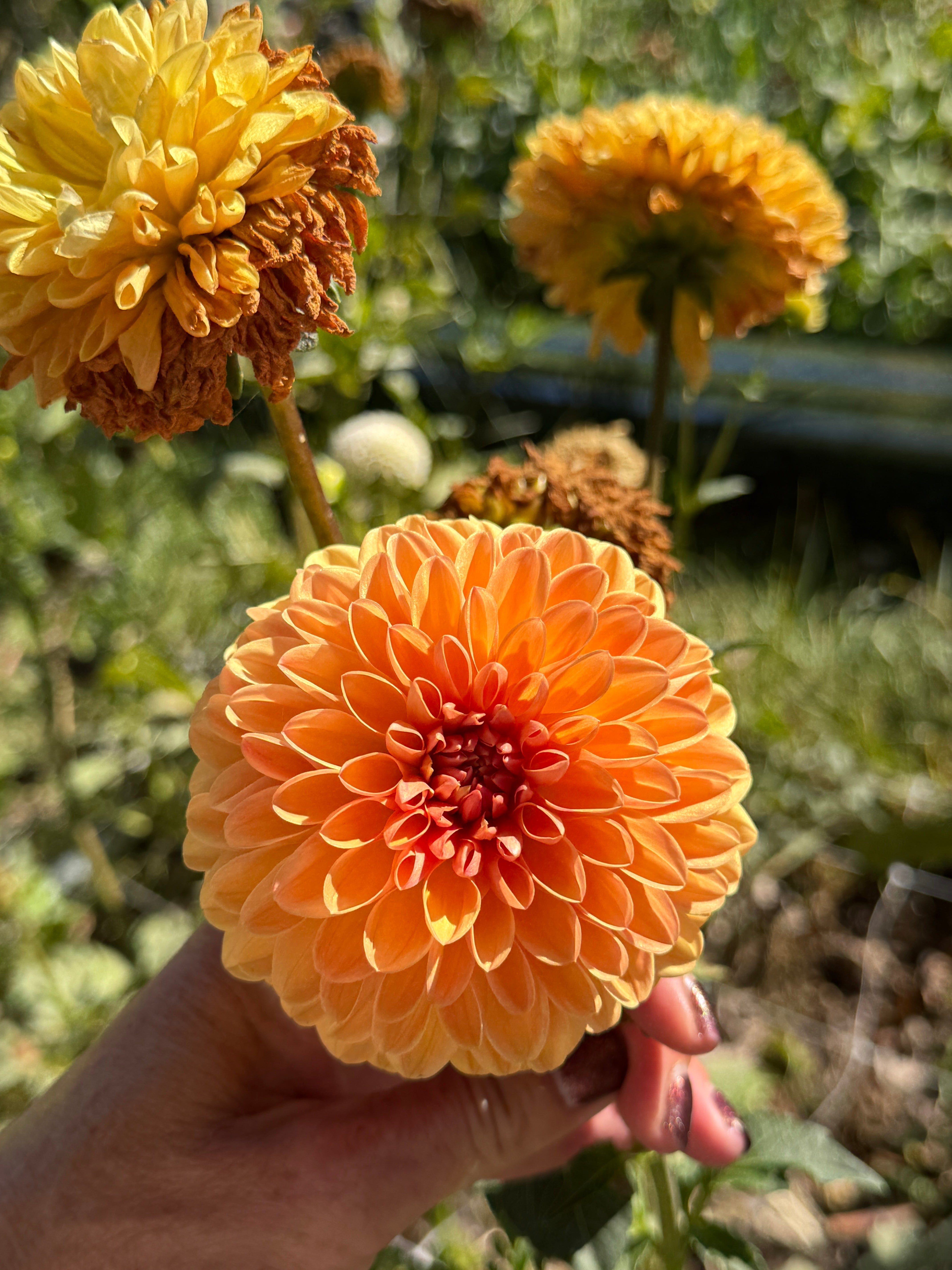 Amber Crystal – Hayden House Gardens