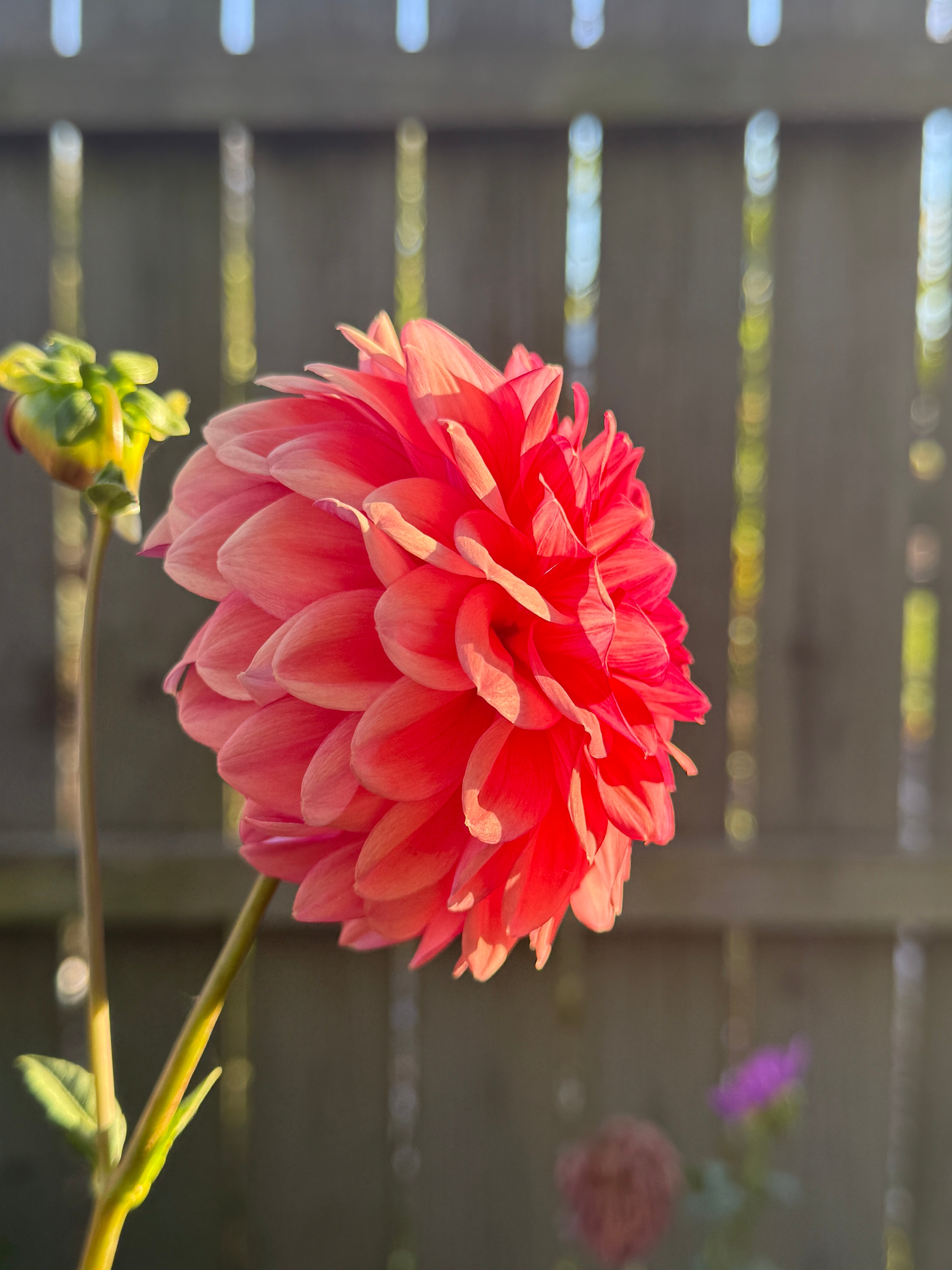 Bowser Tash – Hayden House Gardens