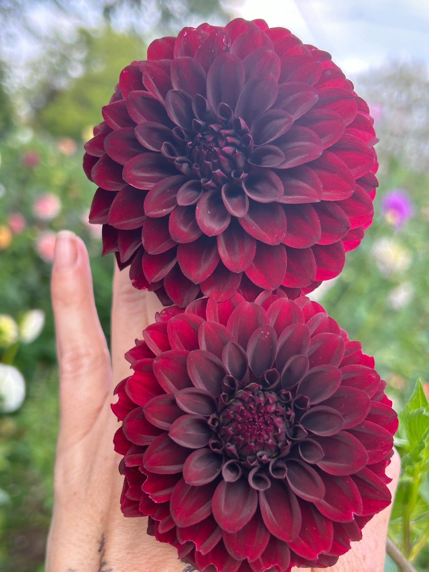 Hayden House Gardens