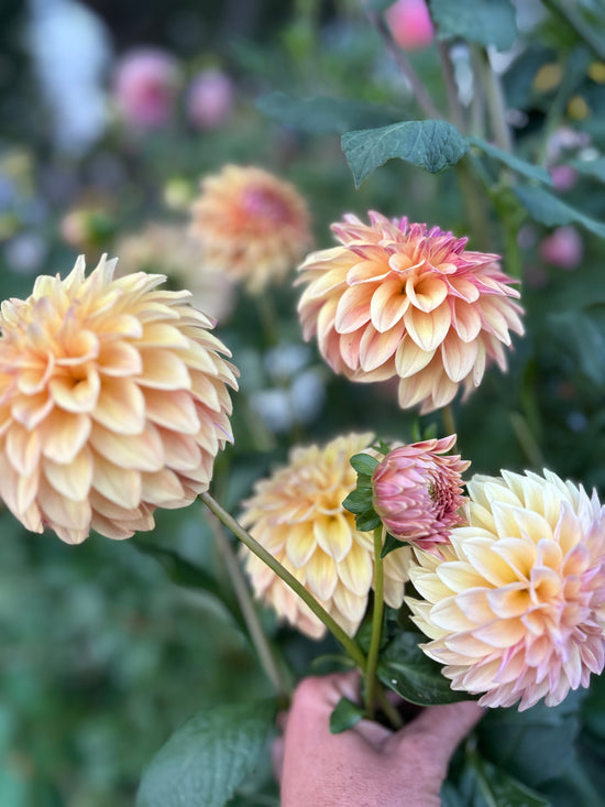 Hayden House Gardens