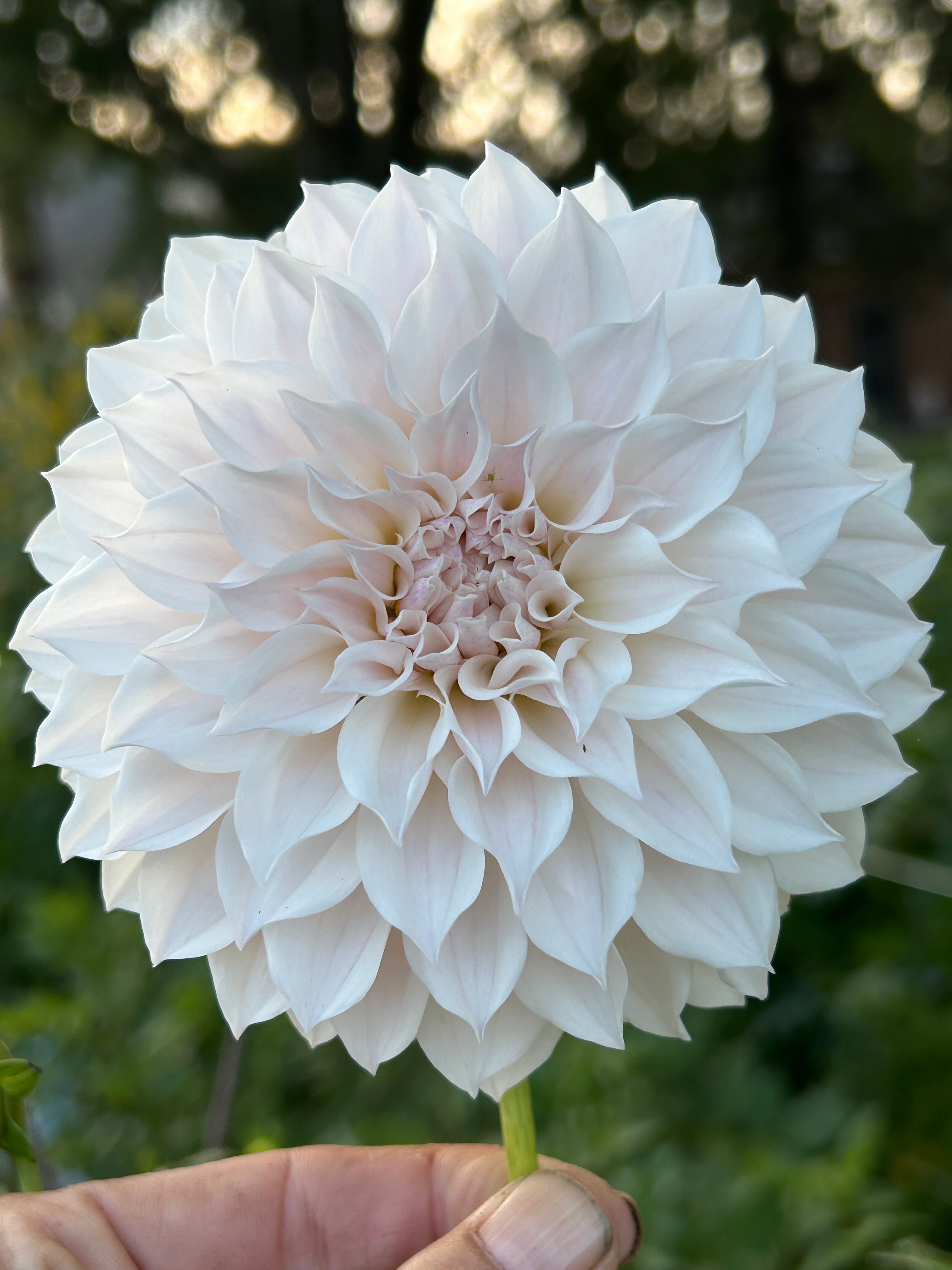 Hayden House Gardens
